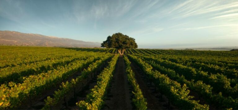 E. & J. Gallo Winery Acquires Hahn Family Wines in Modesto, California ...