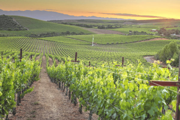 E. & J. Gallo Winery Acquires Hahn Family Wines in Modesto, California - Morgan & Westfield